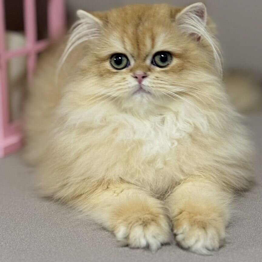 Британский длинношёрстный котёнок