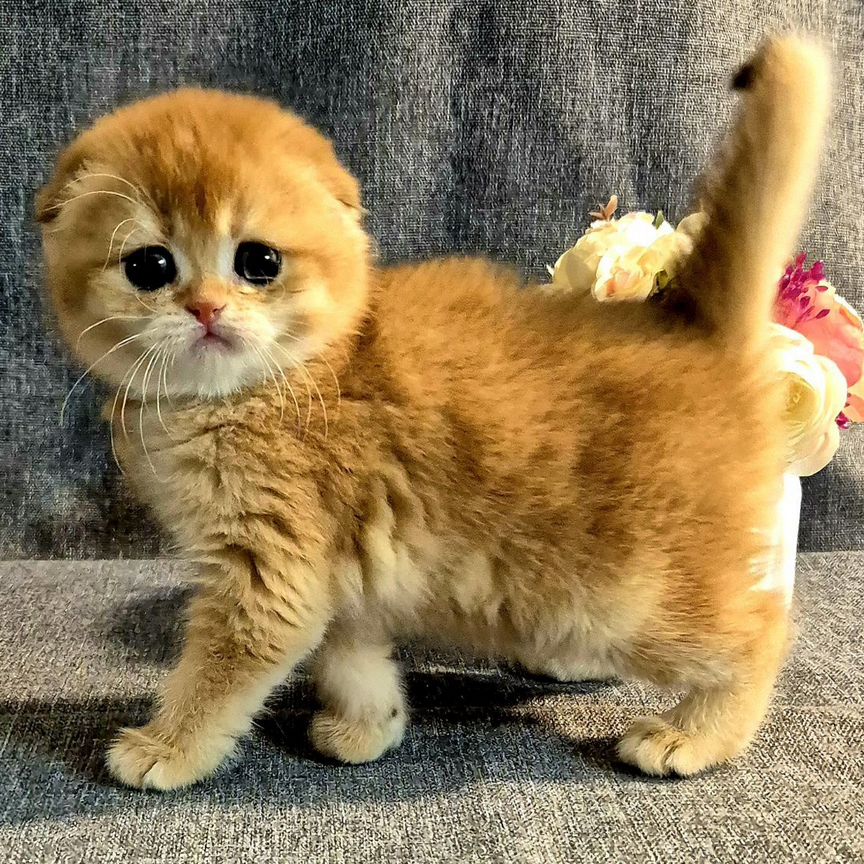 Шотландский вислоухий короткошёрстный котёнок