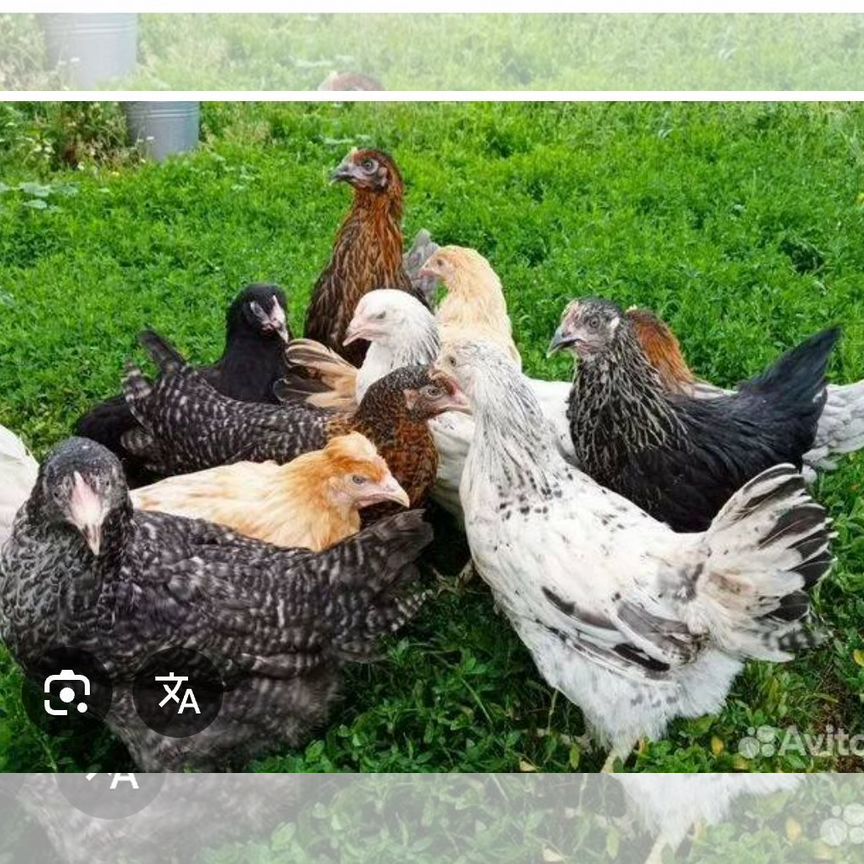 Куры Доминант