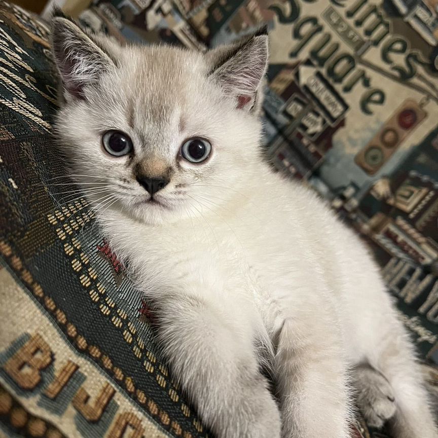 Шотландская кошечка