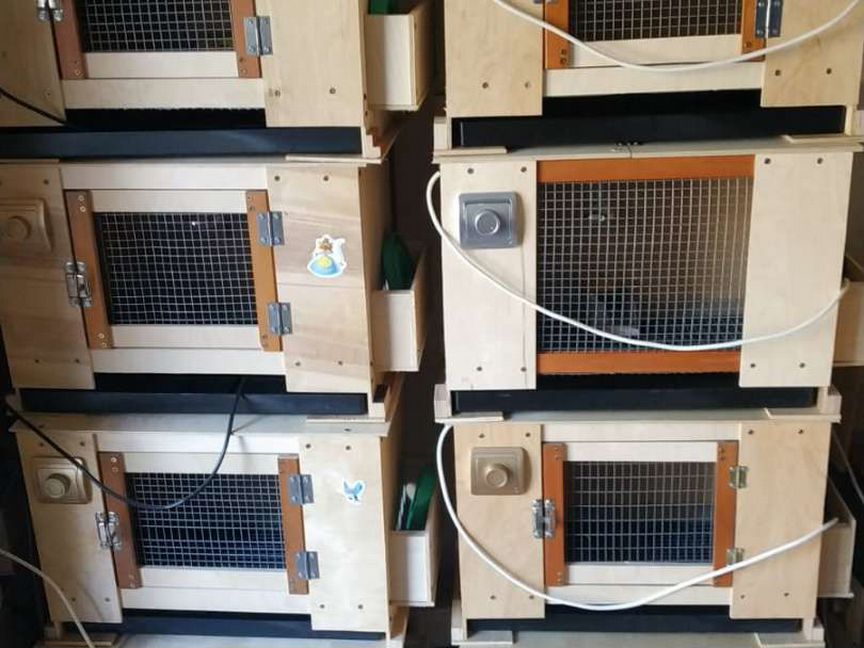 Домик, брудер для цыплят