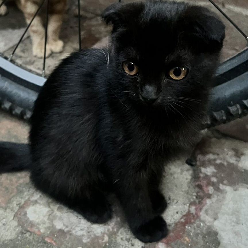 Отдам котят в добрые рури