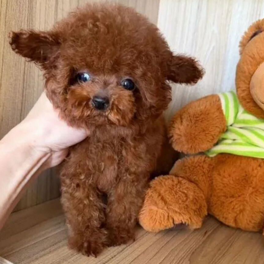 Той-пудель, щенок