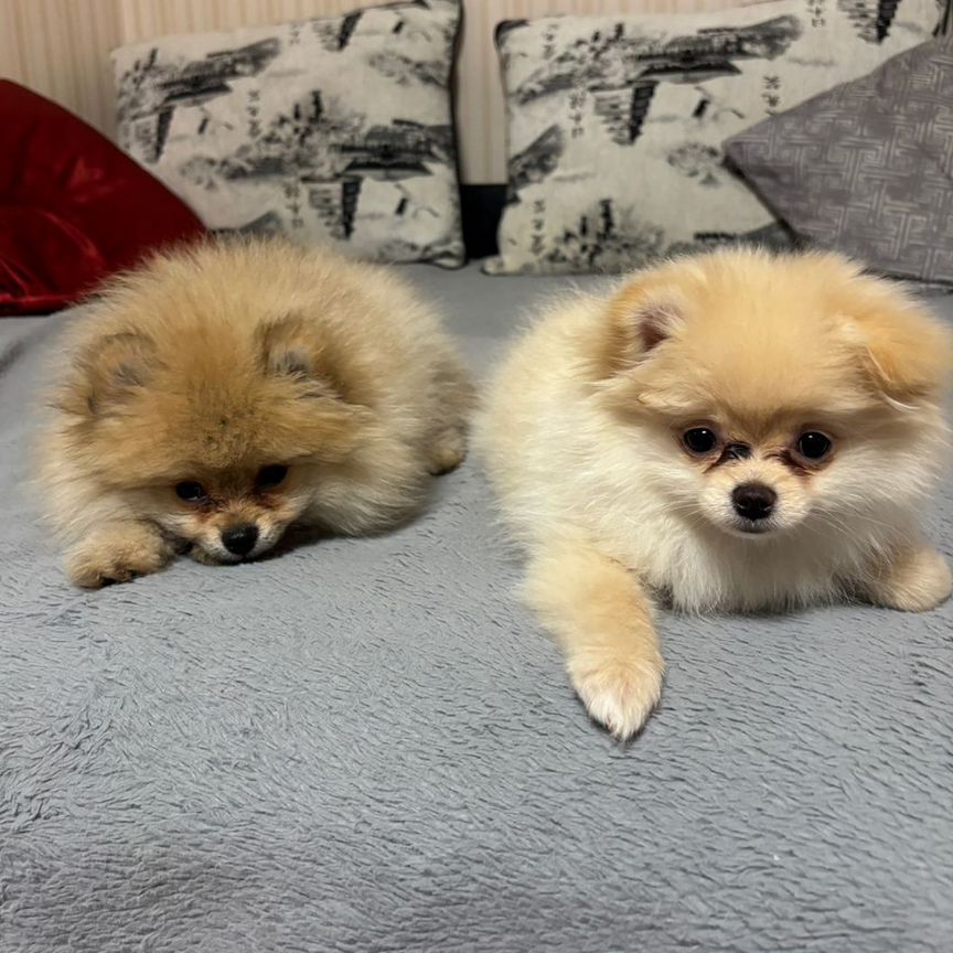 Померанский шпиц, щенок