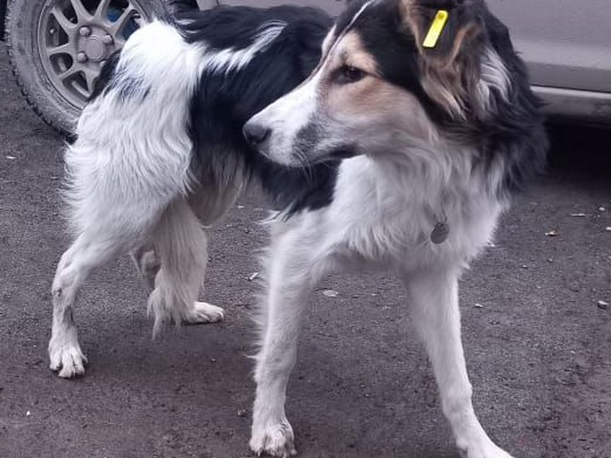 Собака в добрые руки