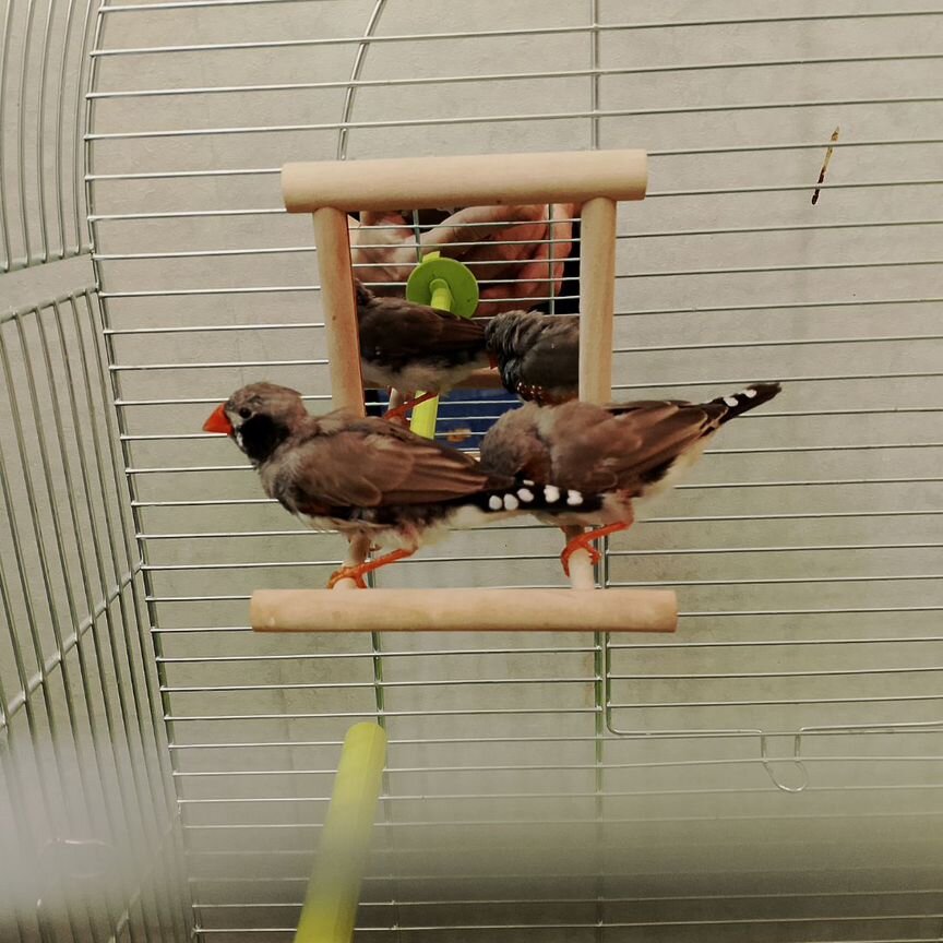 Стайка из 4 зебровых амадин с новой клеткой