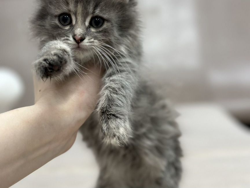 Сибирские котята в добрые руки