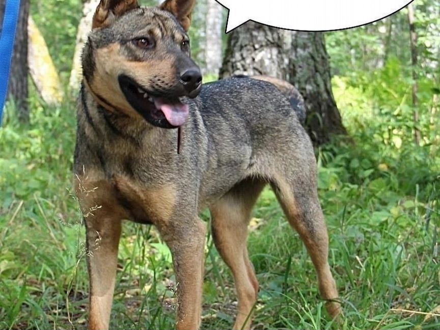 Хорошая собака Есения