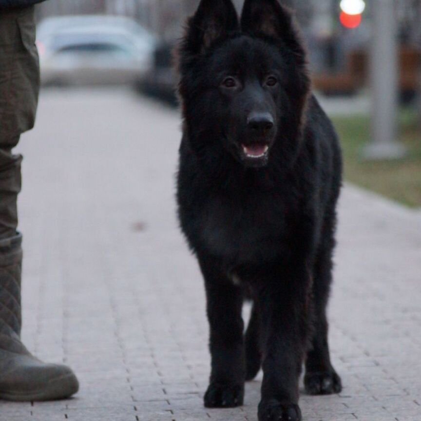 Немецкая овчарка, щенок