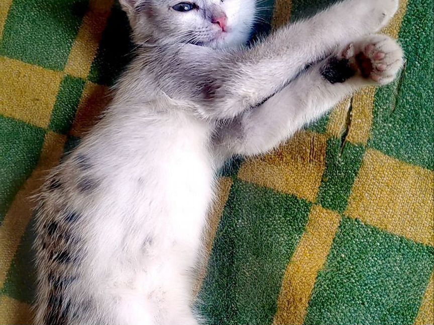 Котята котенок белый кошечка