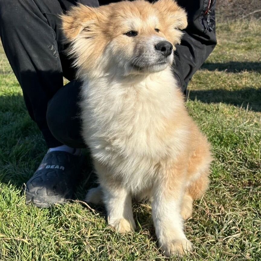 Акита ину щенок бесплатно