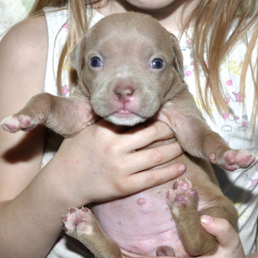 Американский булли, щенок