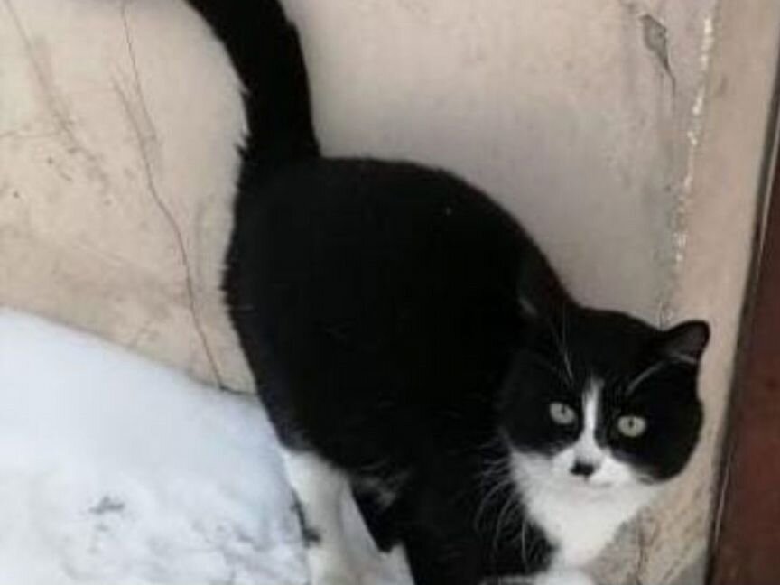 Кот в добрые руки