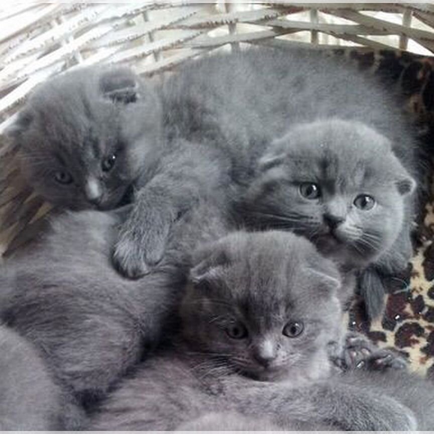 Шотландский вислоухий короткошёрстный котёнок