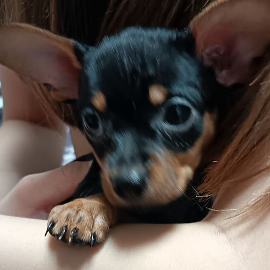 Русский той-терьер, щенок