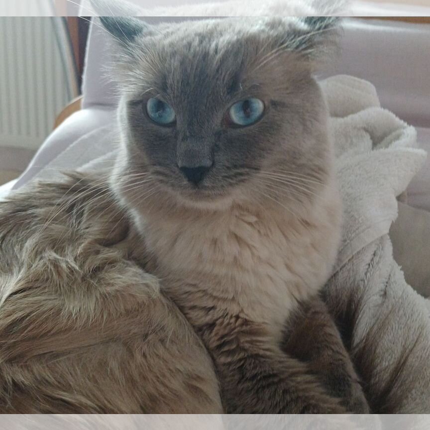 Балинезийский, взрослый кот