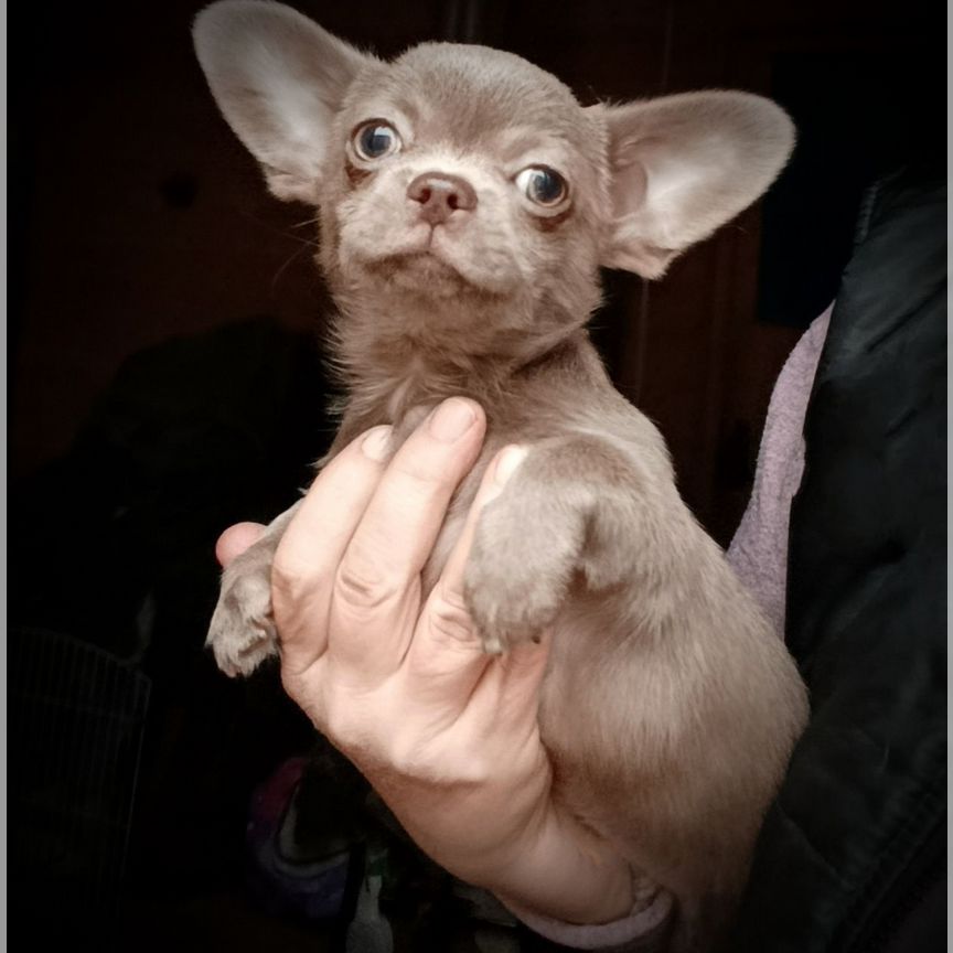 Чихуахуа, щенок