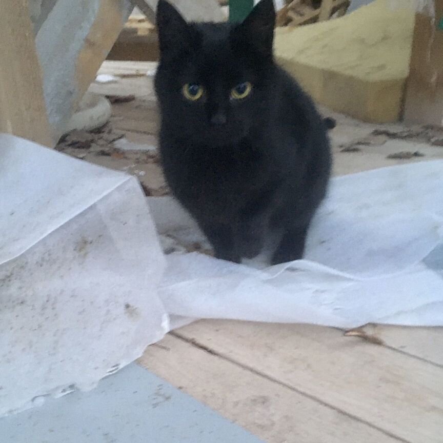 Котенок в добрые руки