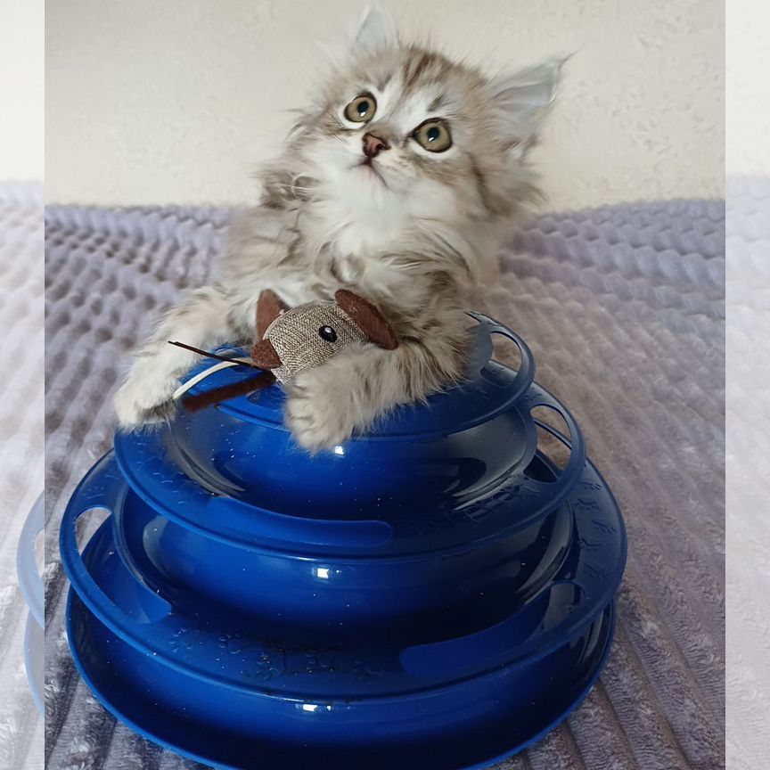 Котёнок в добрые руки