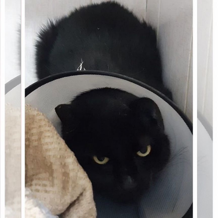 Взрослый кот в добрые руки