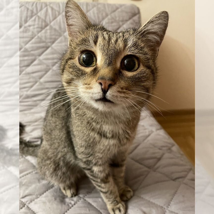 Взрослый кот в добрые руки