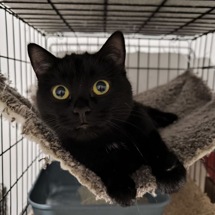 Кошка с шелковой шерстью