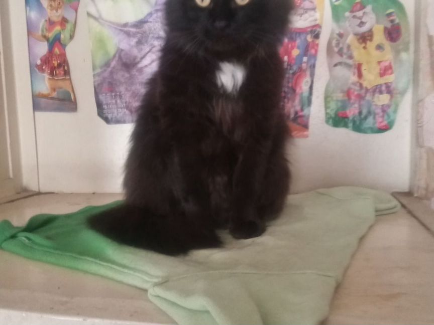 Кот Кекс