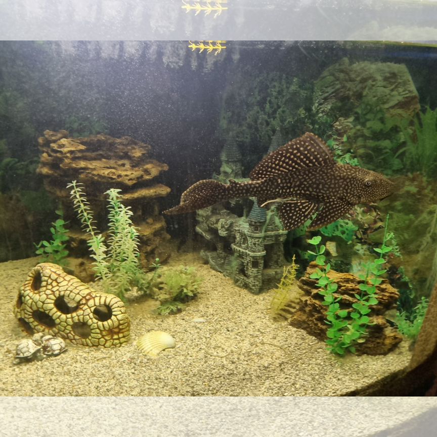 Аквариум