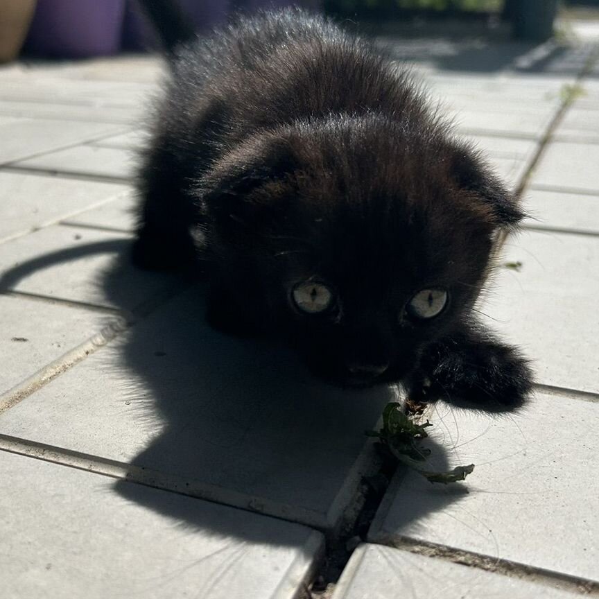 Вислоухий котенок бесплатно