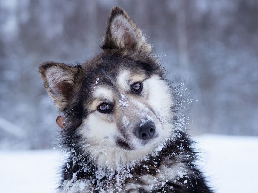 Собака в добрые руки отдам бесплатно