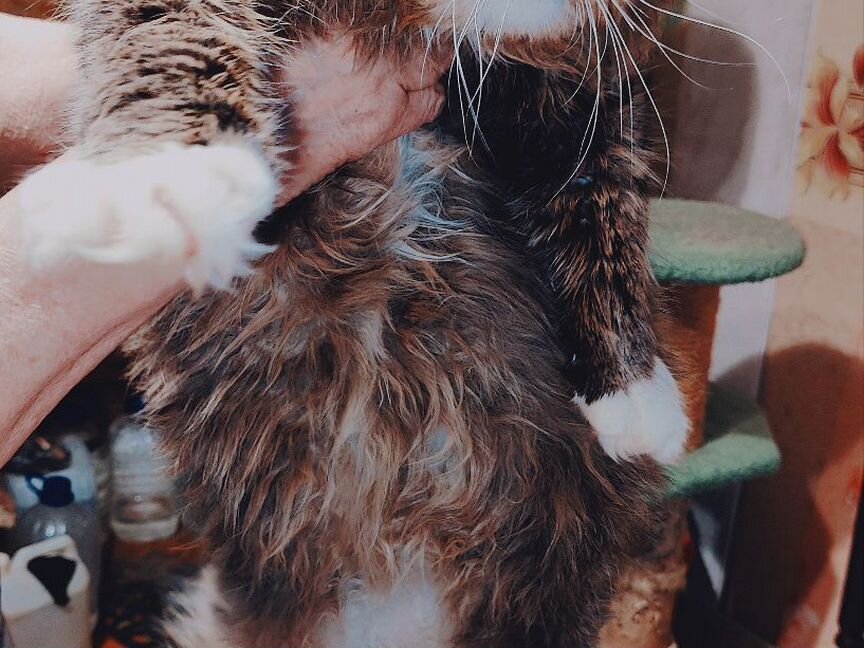 Зимний лёвушка