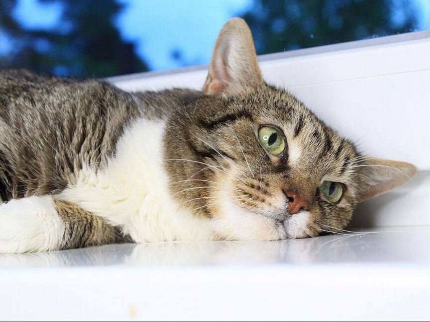 Табби кот Масик