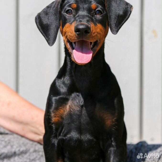 Щенок немецкого (стандартного) пинчера