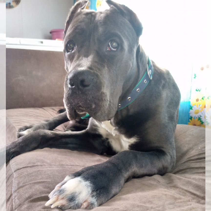 Кане корсо вязка