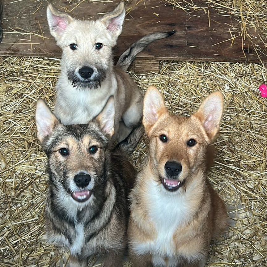 Немецкая овчарка, щенок