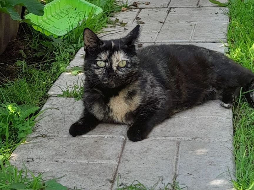 Кошки бесплатно