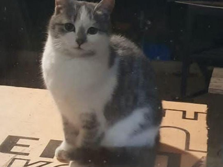 Кошка 1 годик