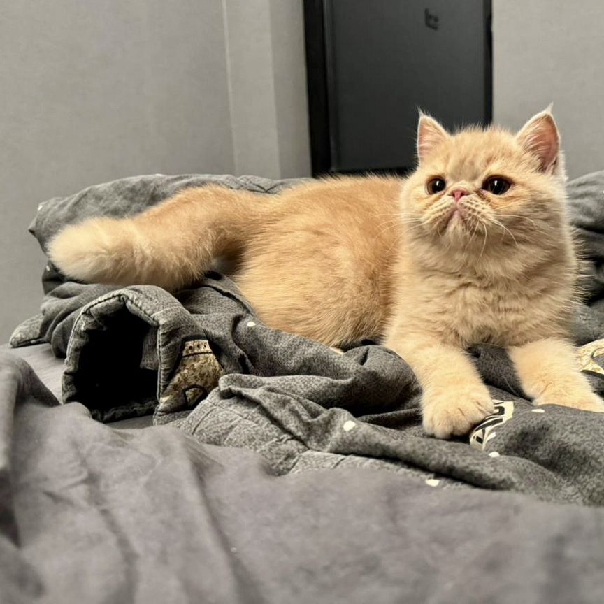 Экзотический короткошёрстный котёнок