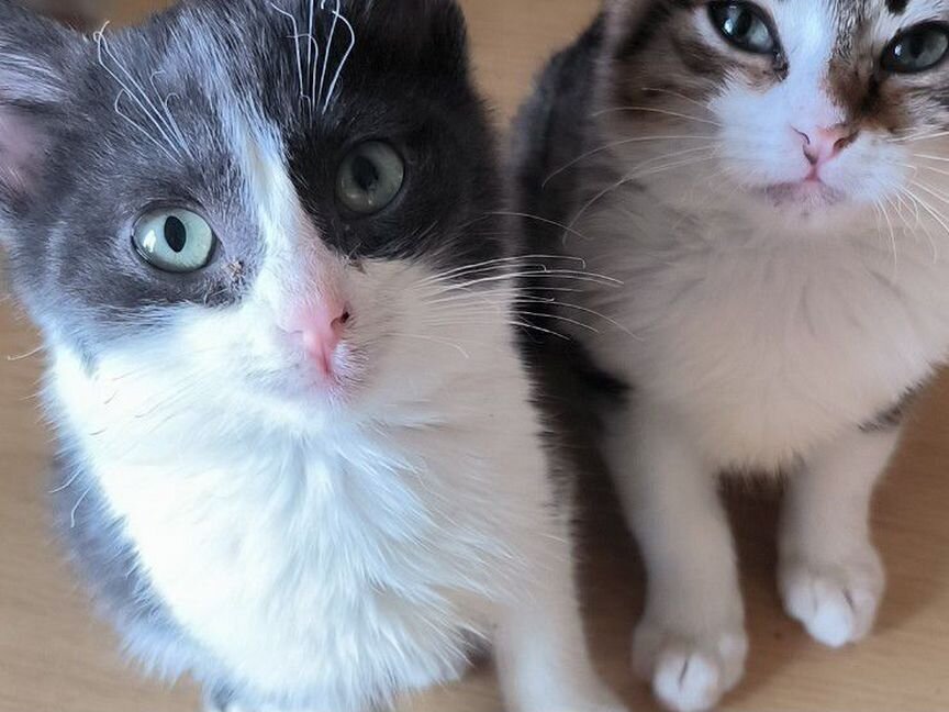 Социальные котята ищут дом