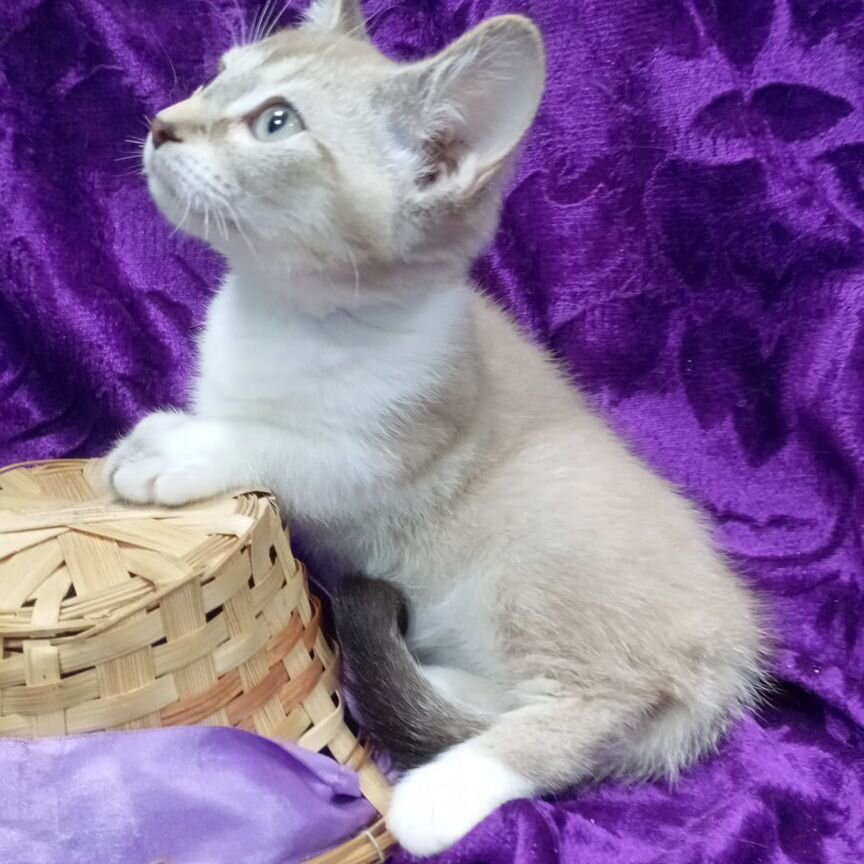 Манчкин котёнок