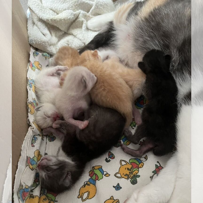 Миленькие котята