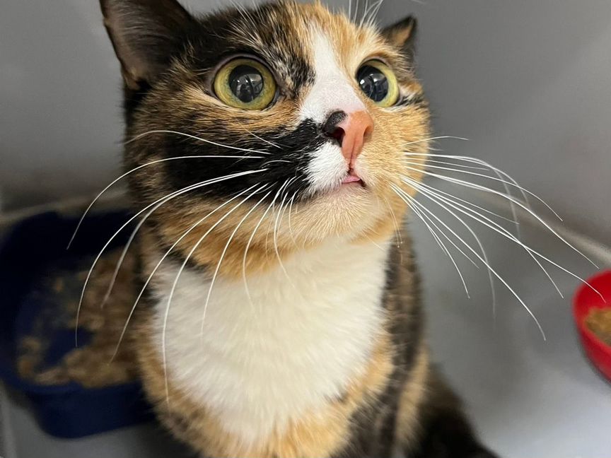 Маленькая ласковая трехцветная кошка