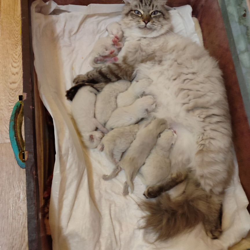 Невские маскарадные котята
