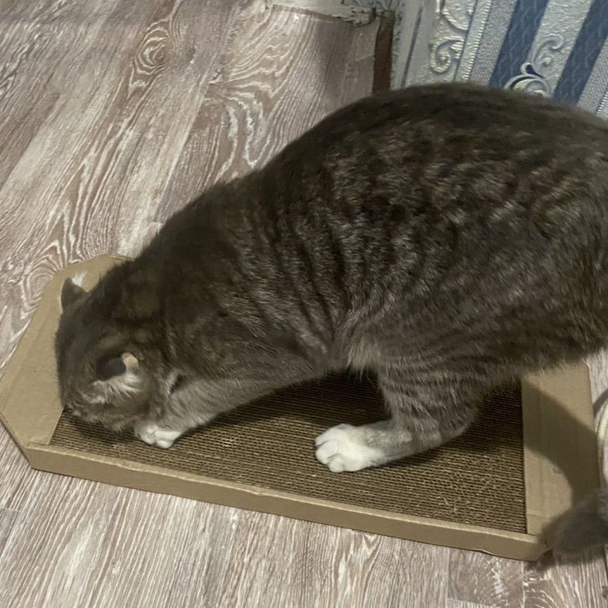 Кошка весла ухая котенок