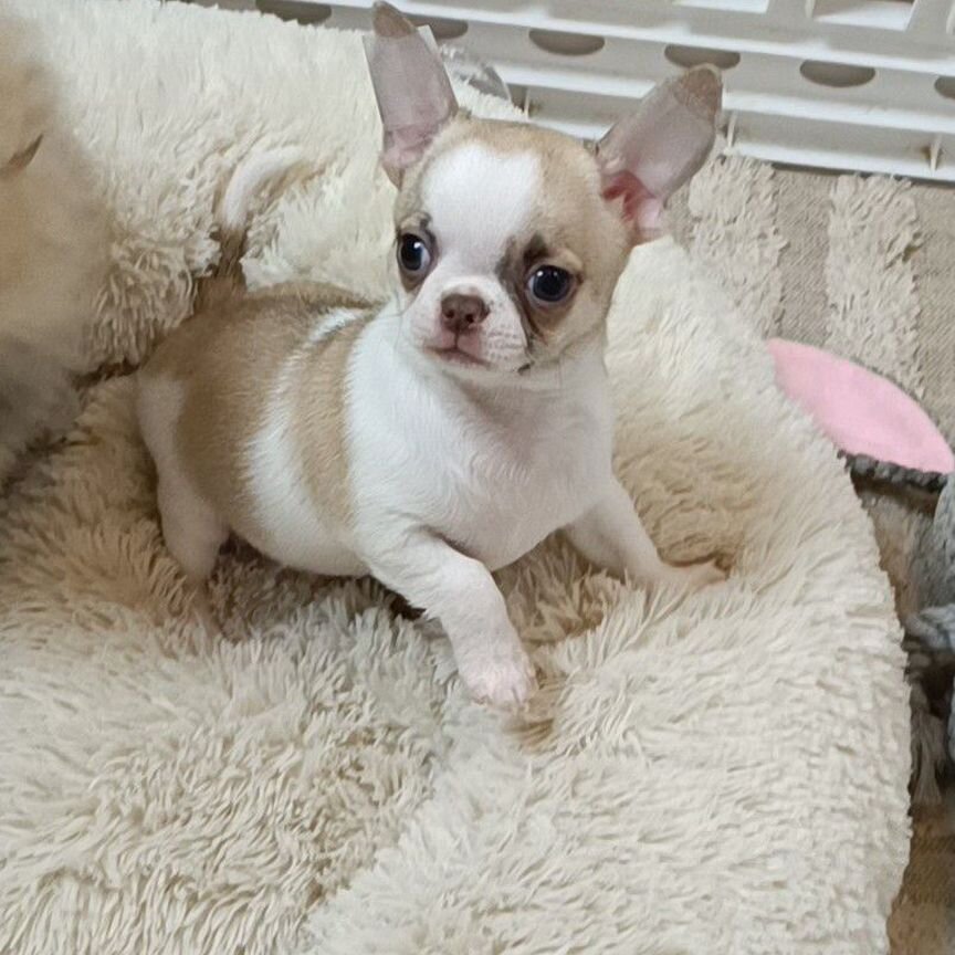 Чихуахуа, щенок