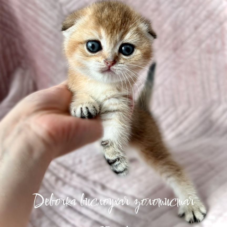 Котята породы шотландская шиншилла скотиш