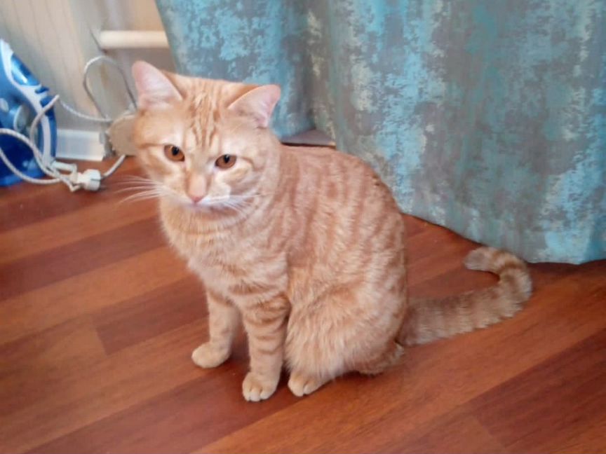 Рыжий котик ищет семью