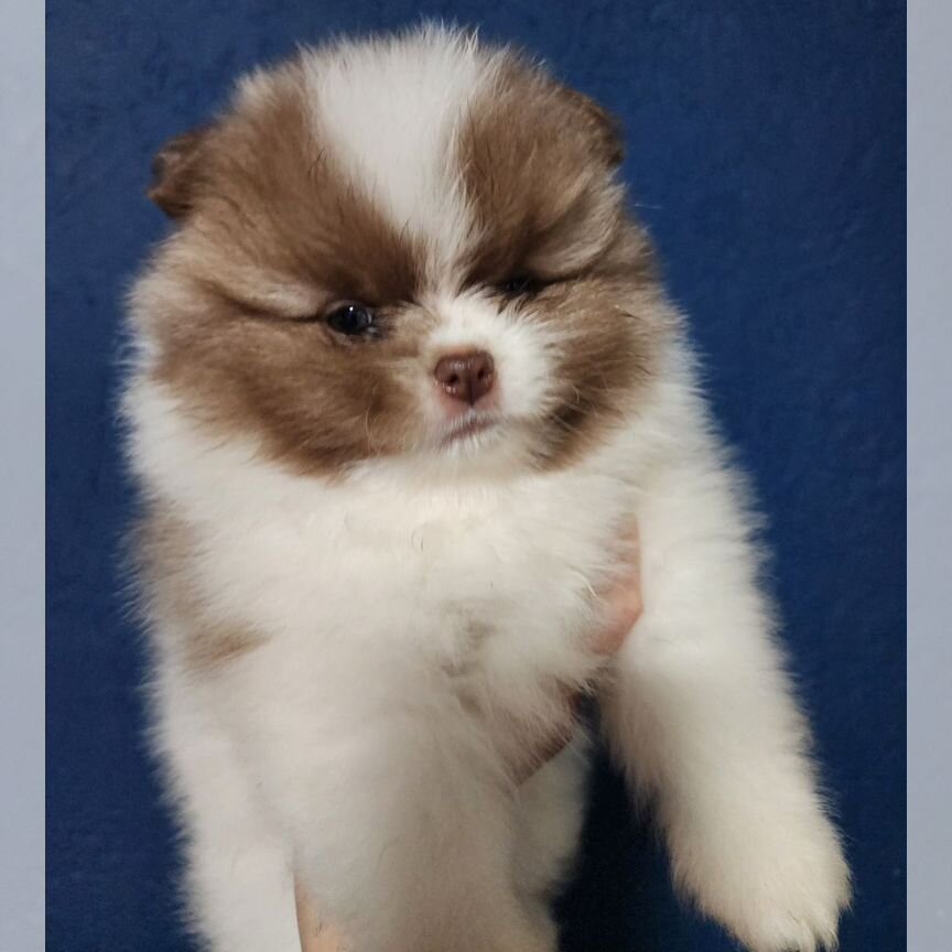 Померанский шпиц, щенок