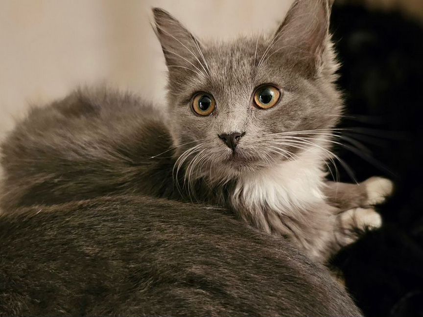 Котенок девочка, фенотип русской голубой