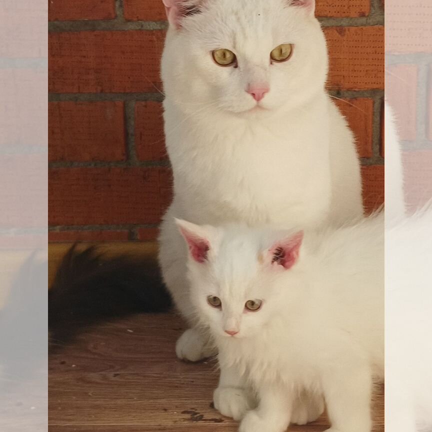 Котёнок от частного владельца